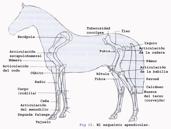Anatomía del Caballo